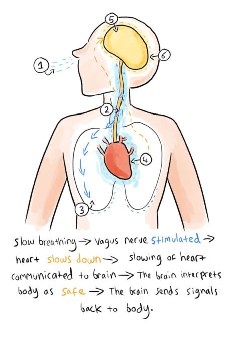 How To Stimulate The Vagus Nerve With Breathing Exercises